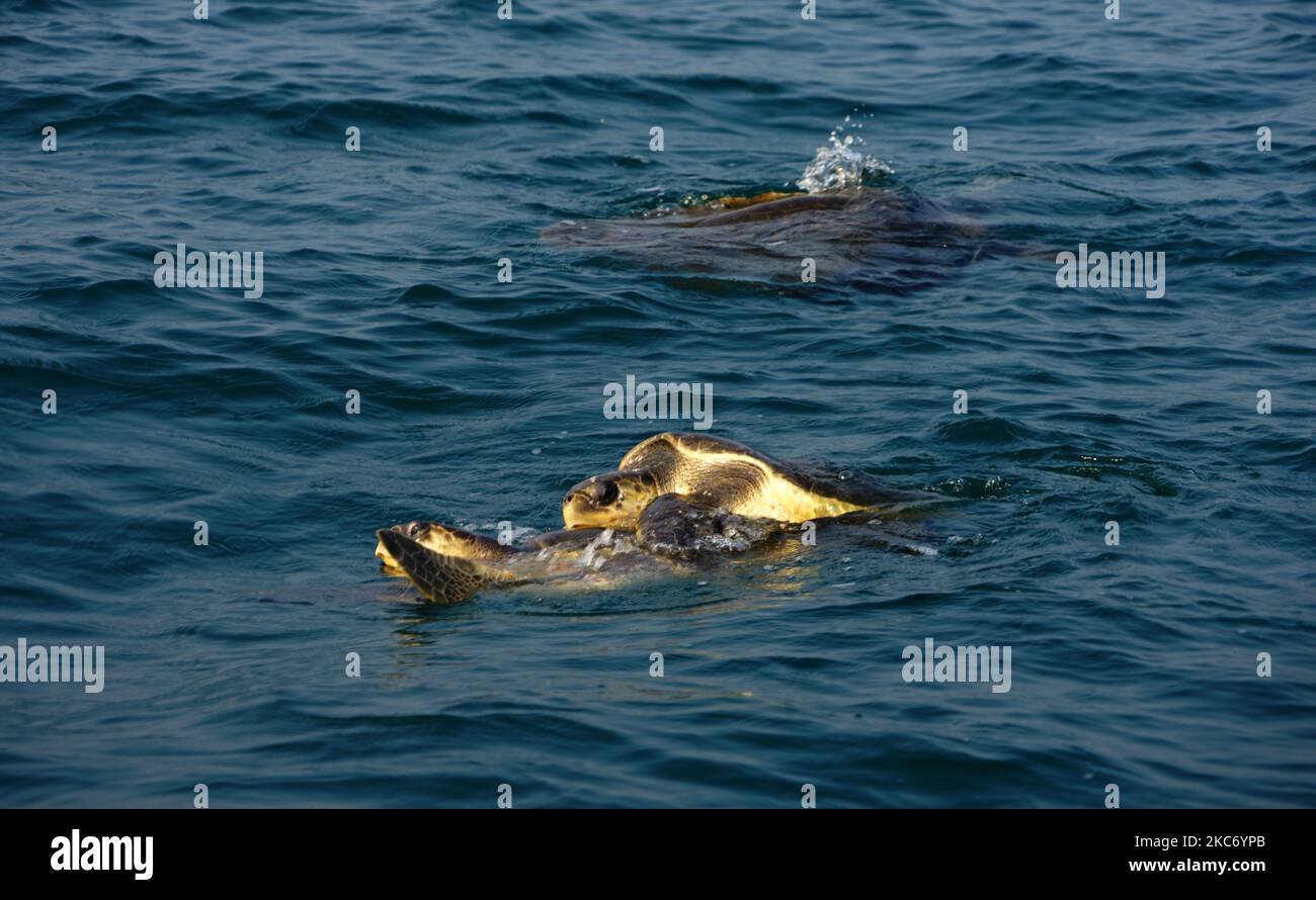 A pair of Olive ridley turtles matting inside the Bay of Bengal Sea ...