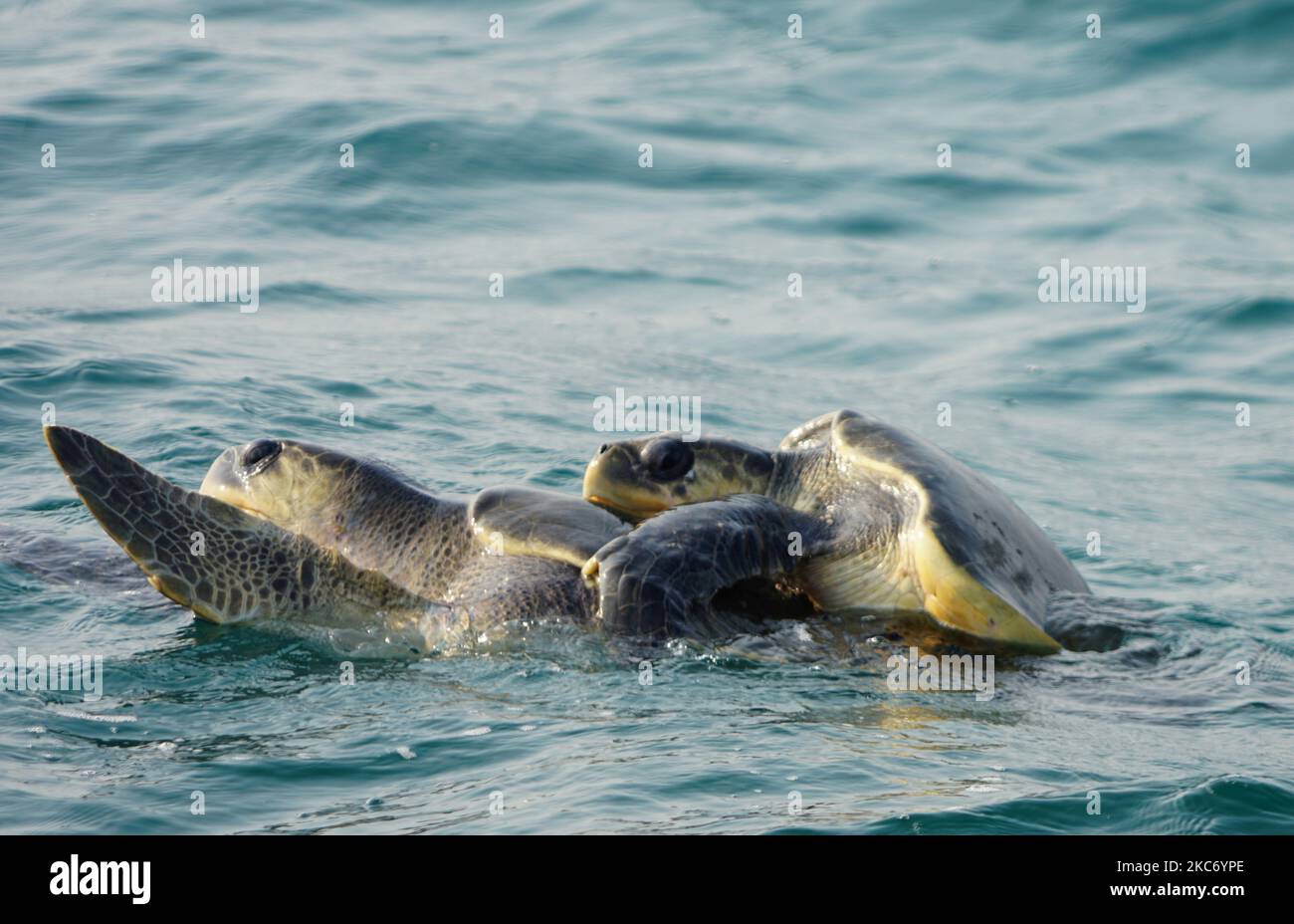 A pair of Olive ridley turtles matting inside the Bay of Bengal Sea ...