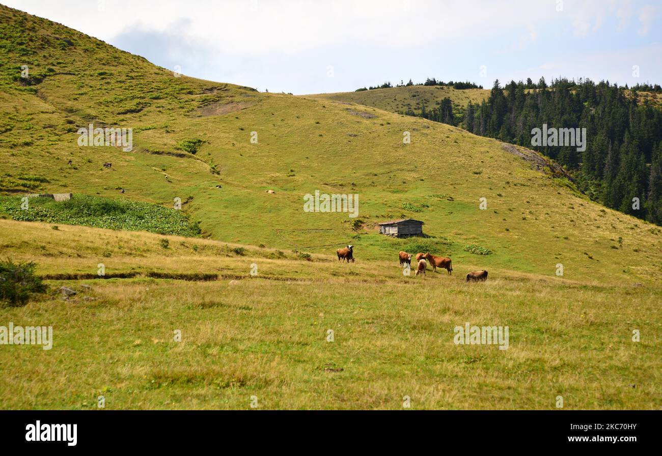 Gito Plateau, located in Rize, Turkey, is one of the most important ...