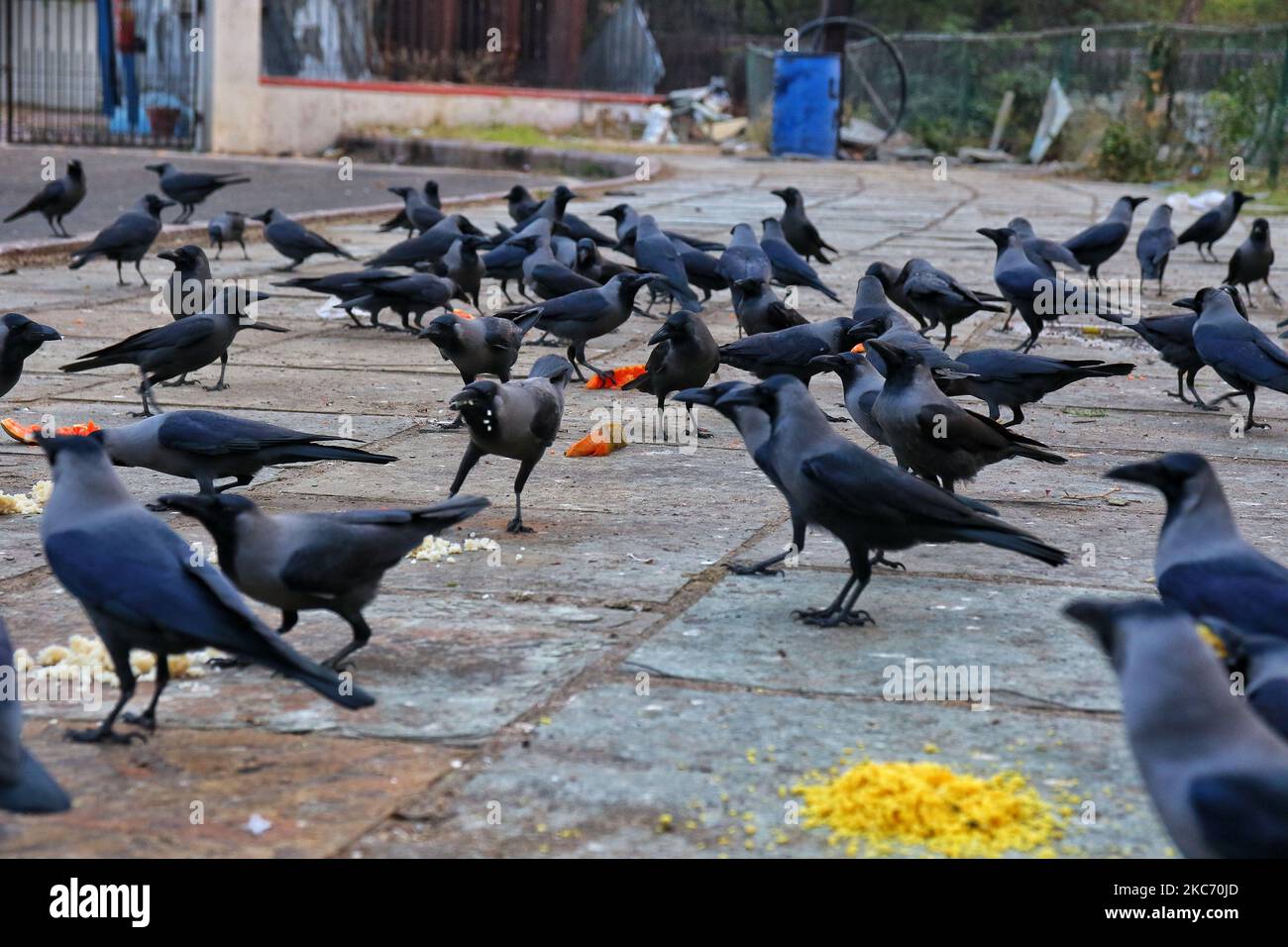 Sick crows hi-res stock photography and images - Alamy