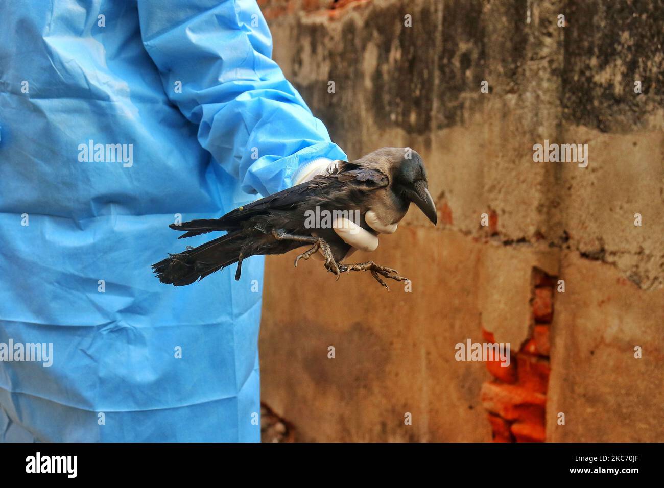 Sick crows hi-res stock photography and images - Alamy