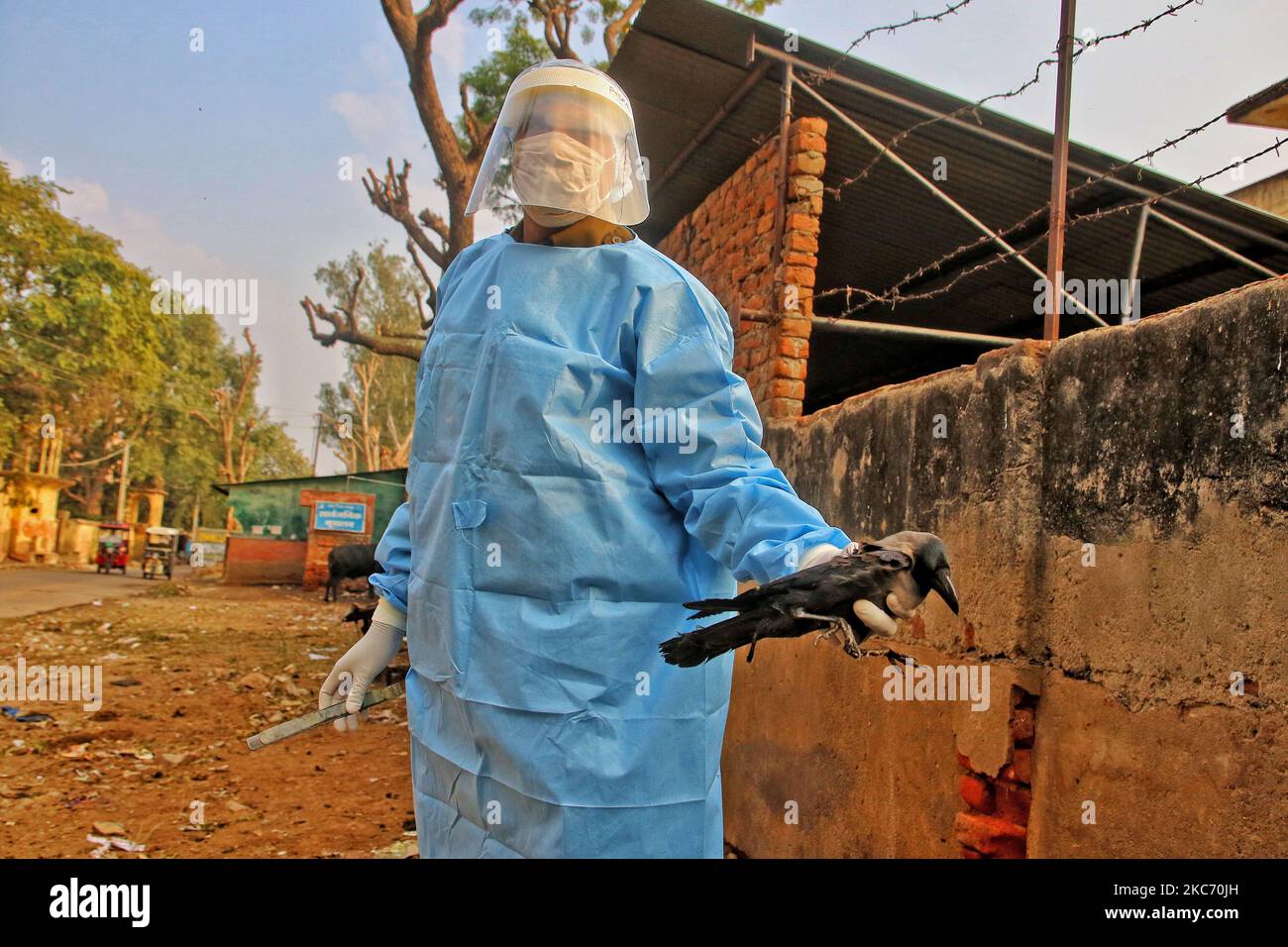Sick crows hi-res stock photography and images - Alamy