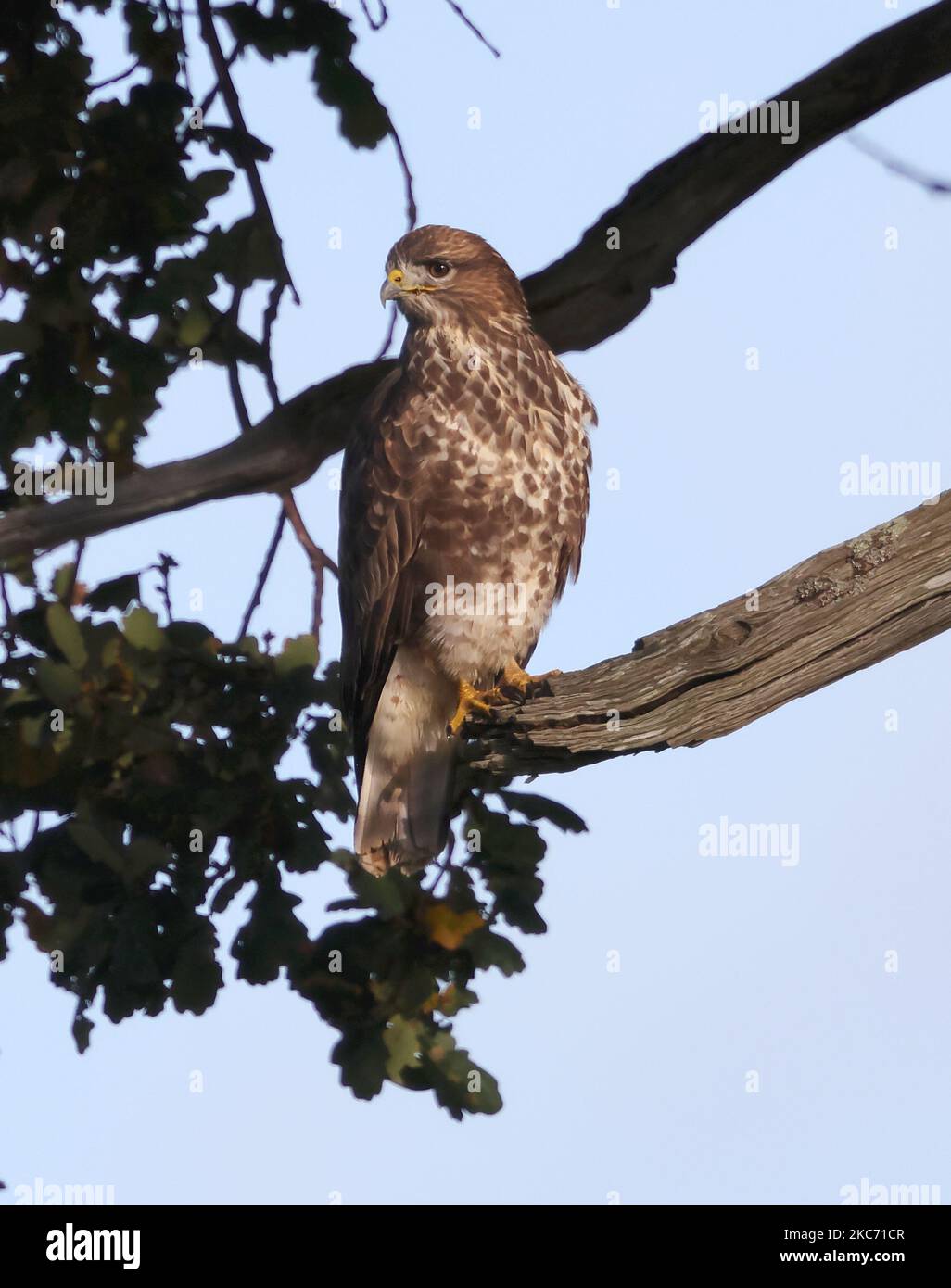 Common Buzzard in the Cotswold Hills Gloucestershire UK Stock Photo - Alamy