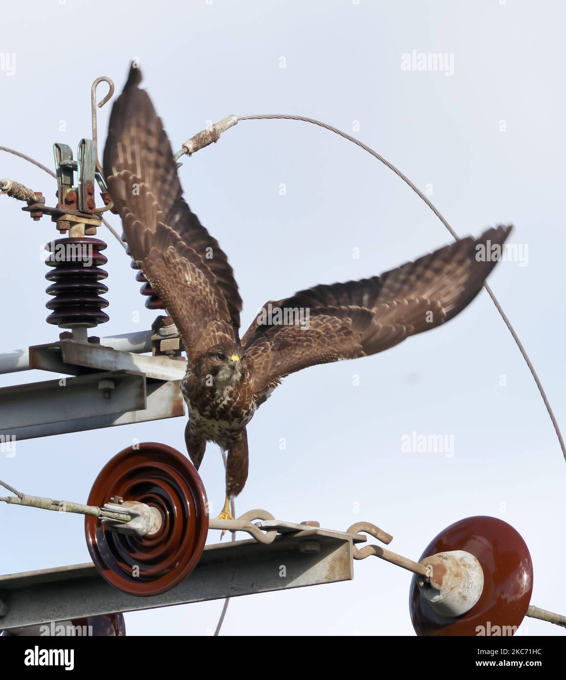 Common Buzzard in the Cotswold Hills Gloucestershire UK Stock Photo - Alamy