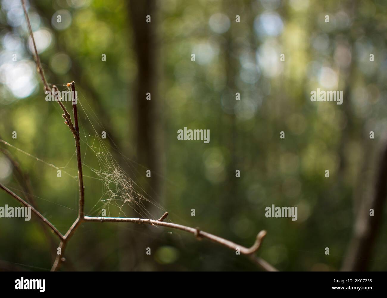 Cobweb on the bushes in the green forest Stock Photo - Alamy