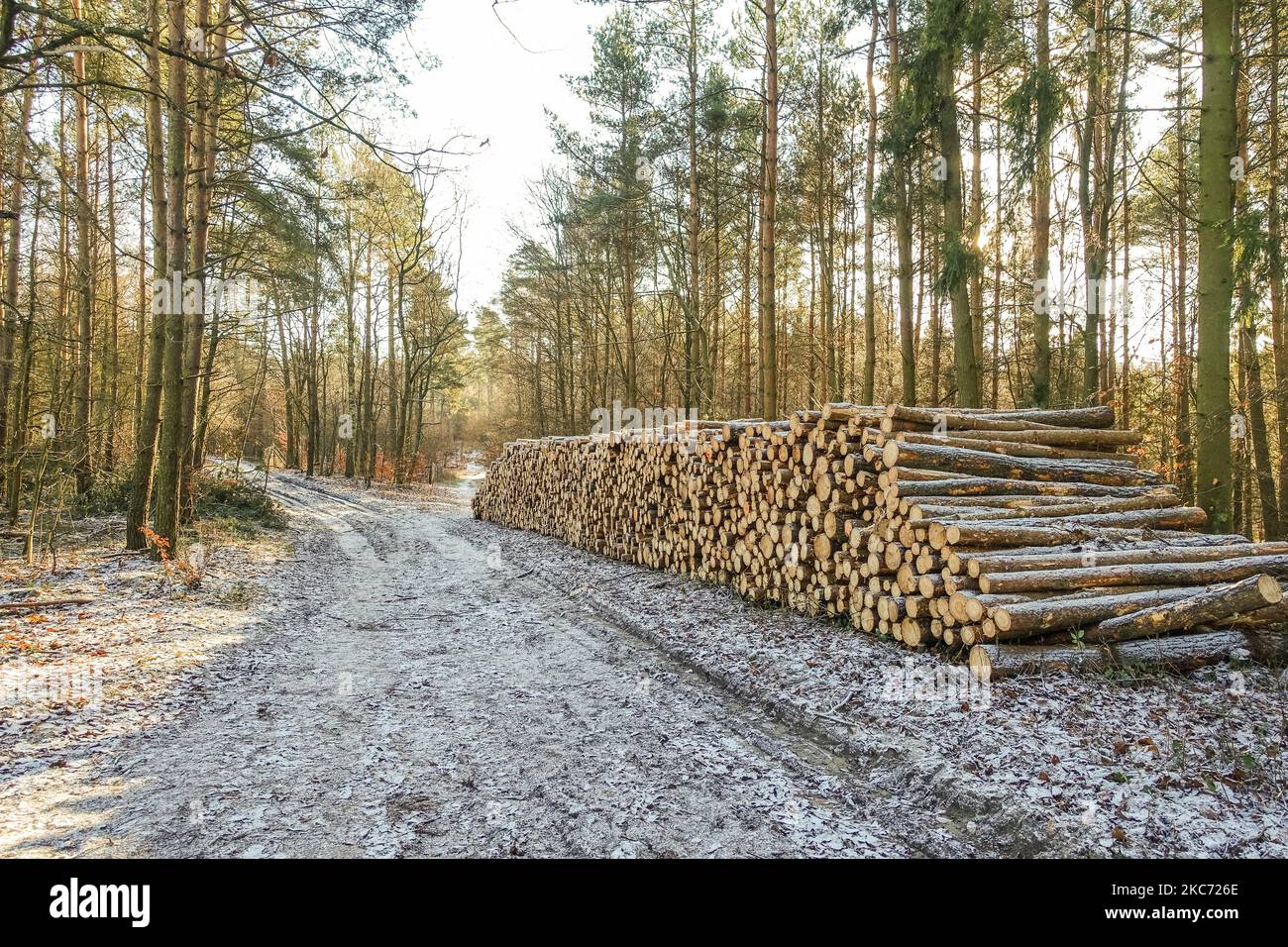 A pile of wood, in the place of mass deforestation managed by the ...
