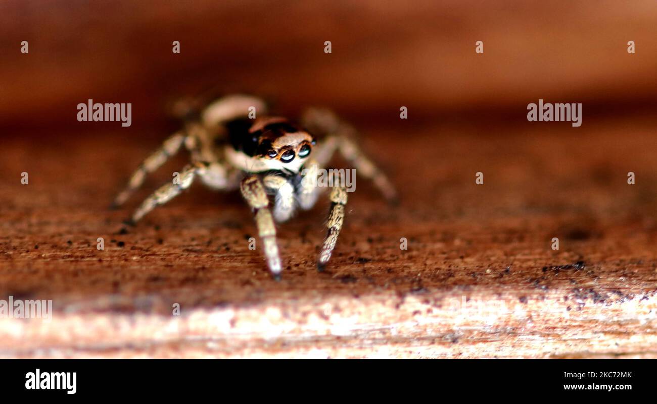 Spider at home on a plan Stock Photo - Alamy
