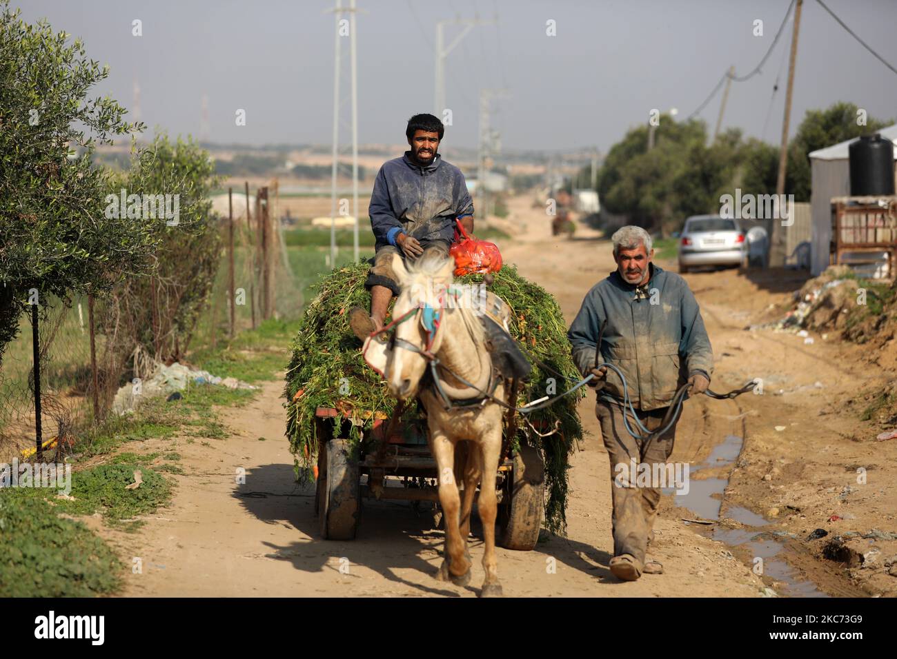 A Palestinian man rides on a donkey cart after harvesting carrots at a ...