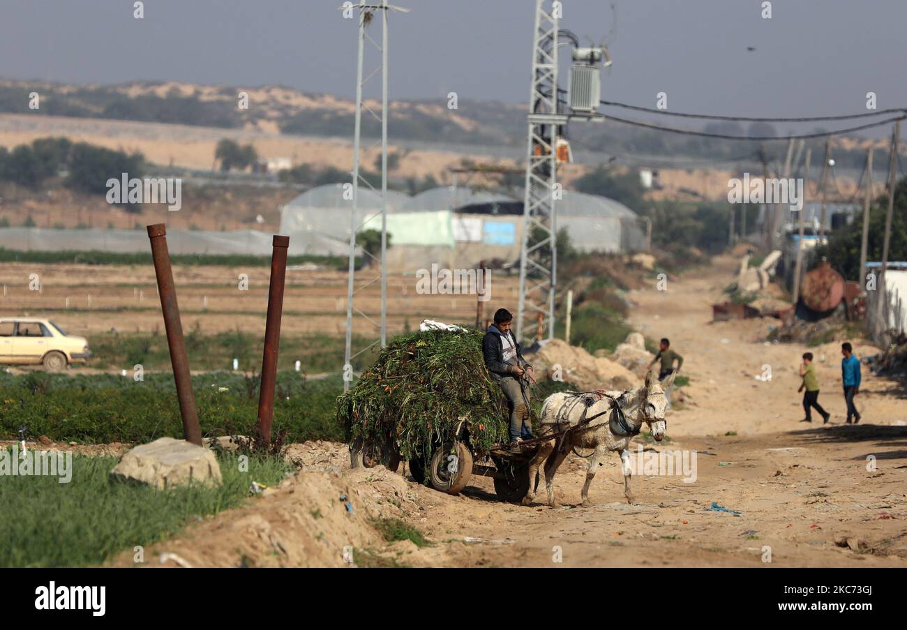 A Palestinian man rides on a donkey cart after harvesting carrots at a ...