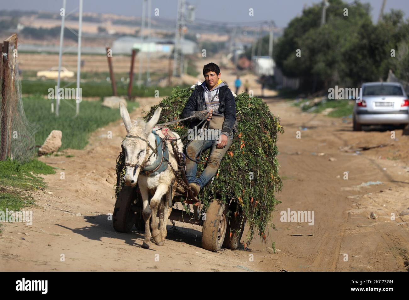 A Palestinian man rides on a donkey cart after harvesting carrots at a ...