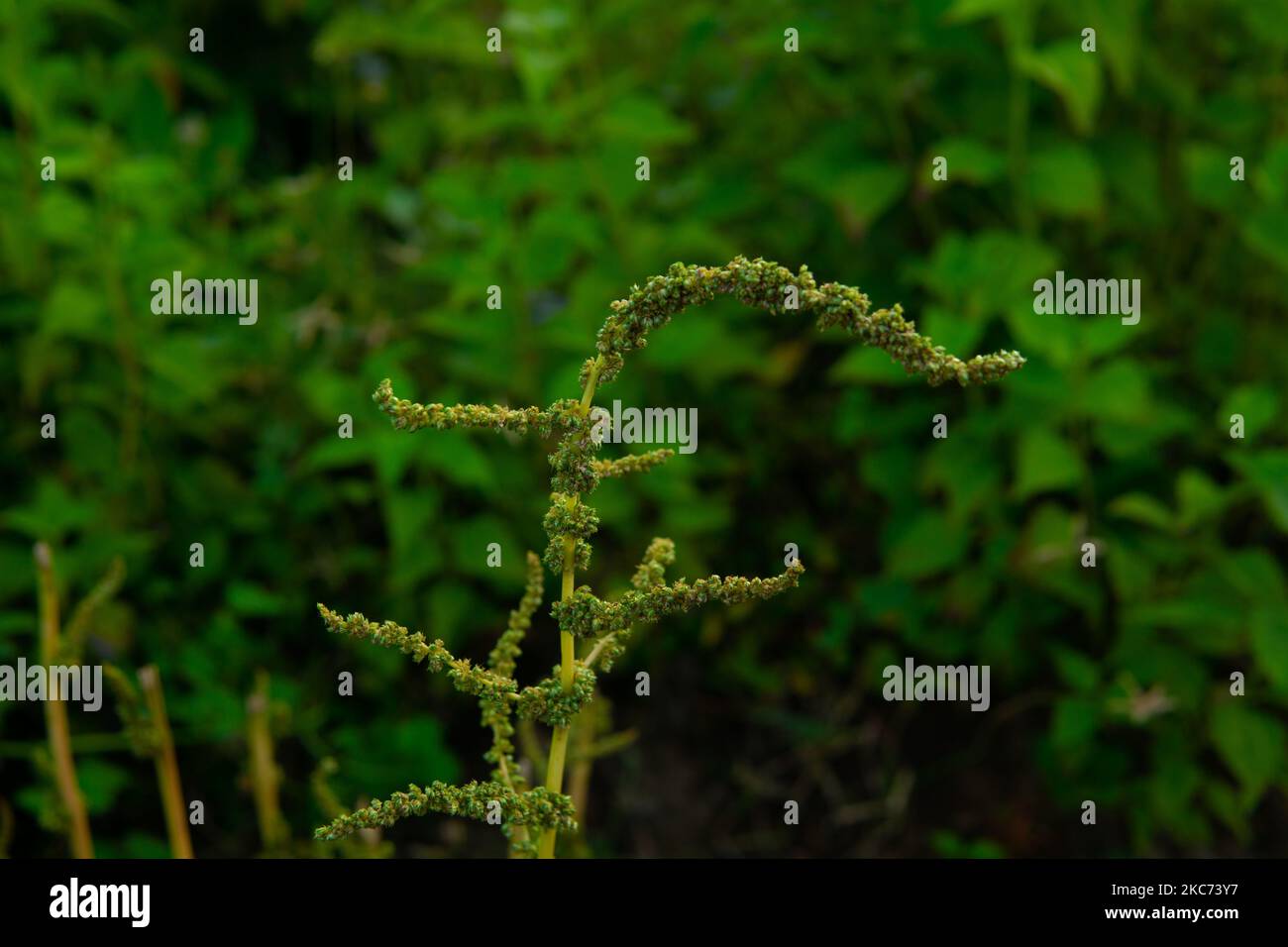 A close-up of a slender amaranth (Amaranthus viridis) plant in a garden ...
