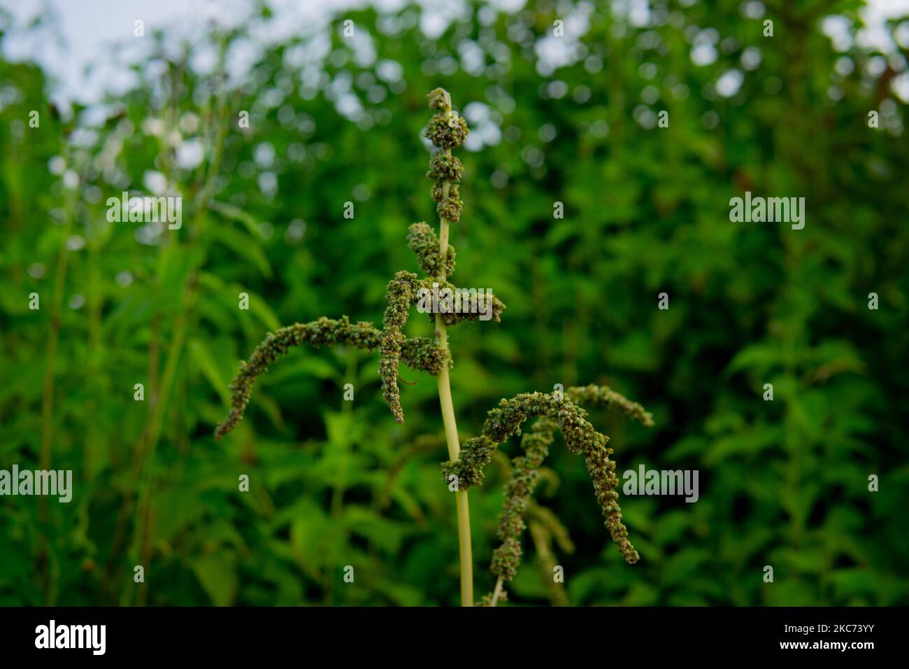 A close-up of a slender amaranth (Amaranthus viridis) plant in a garden ...