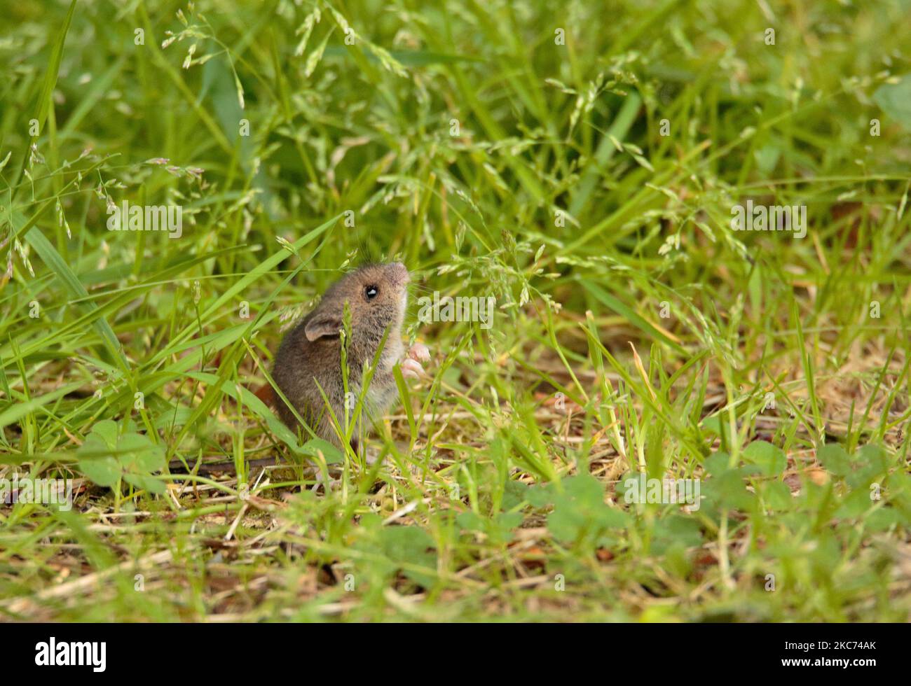 Woodmouse photograph hi-res stock photography and images - Alamy