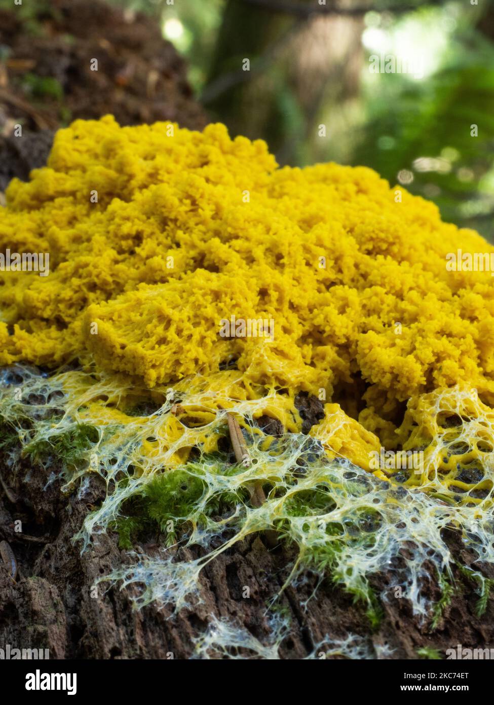 A closeup shot of scrambled egg slime mold on a tree trunk in the ...