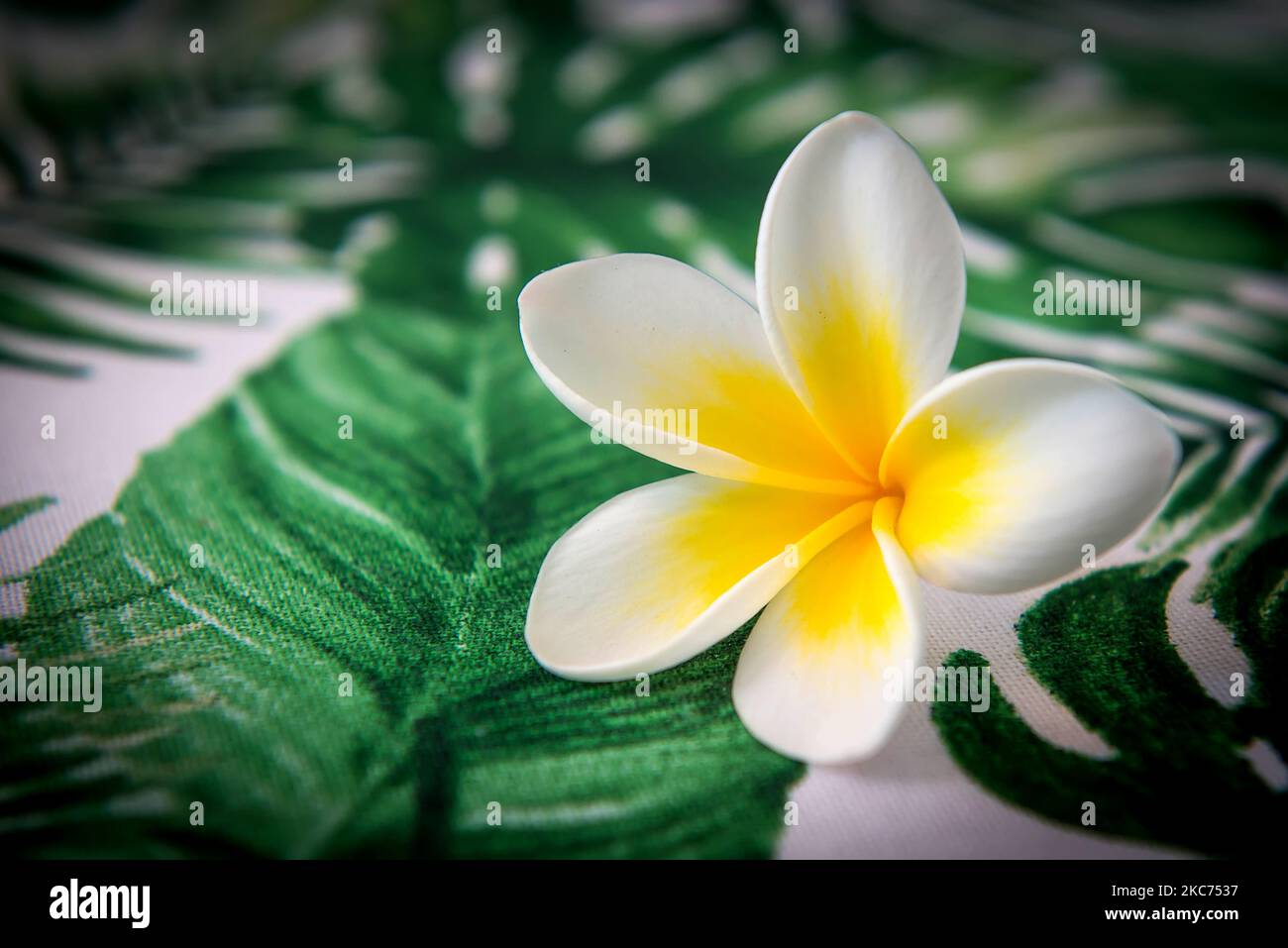 A closeup of white frangipani head on white fabric with green floral ...