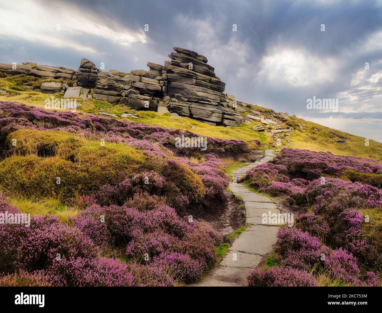 footpath through the purple heather on top of the moor Derbyshire with ...