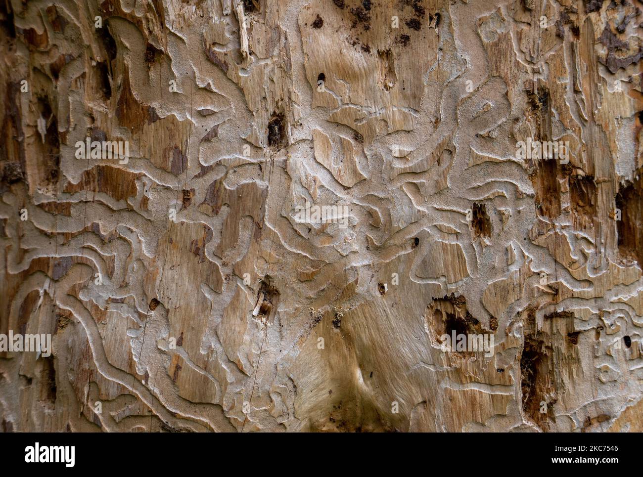 Traces of insects hi-res stock photography and images - Alamy