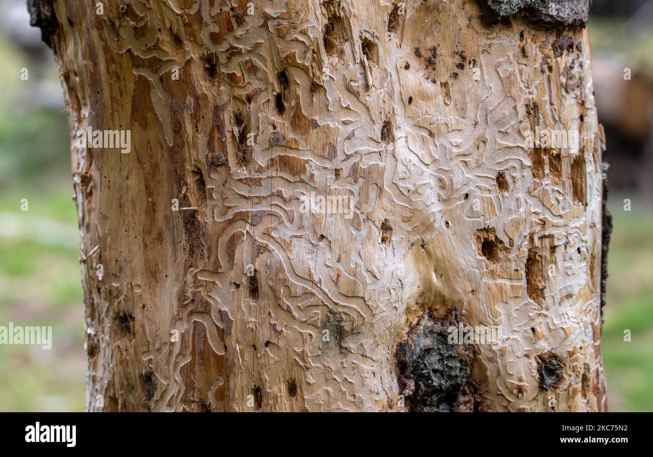 the trunk of a tree with traces of insects Stock Photo - Alamy