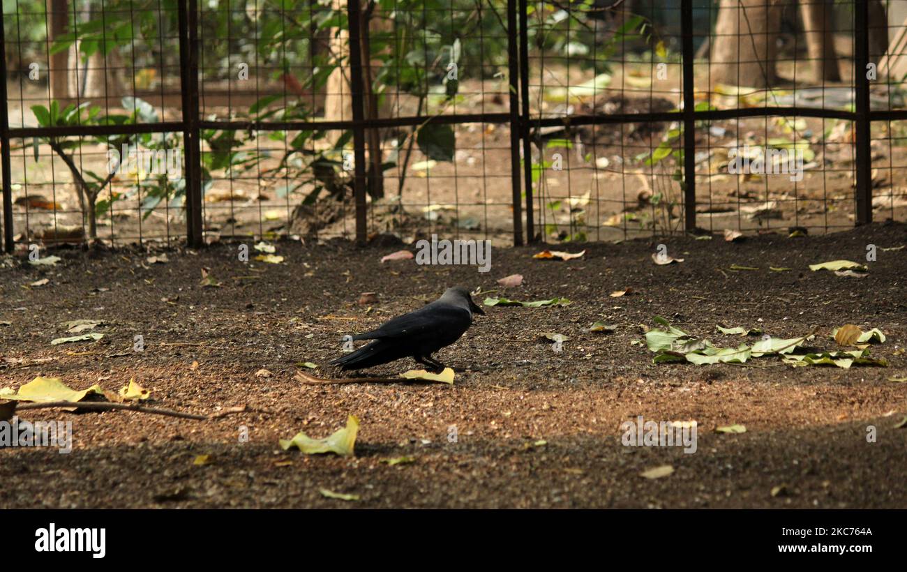 An infected crow is seen amid bird flu scare (avian influenza), at ...