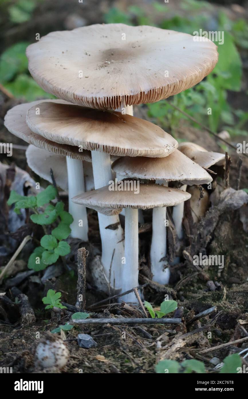 Satin shield mushroom group hi-res stock photography and images - Alamy