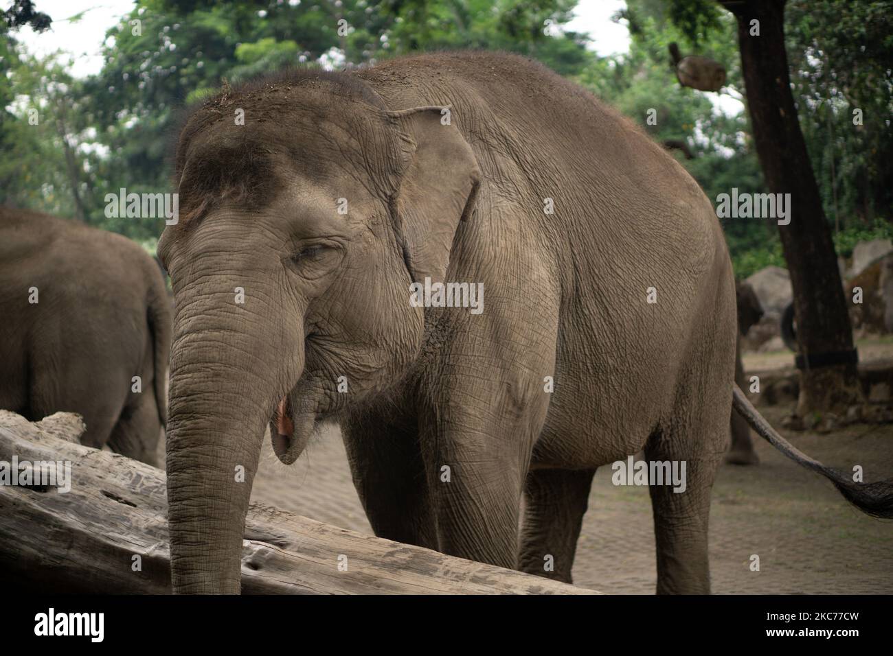 Elephant carrying wood log hi-res stock photography and images - Alamy