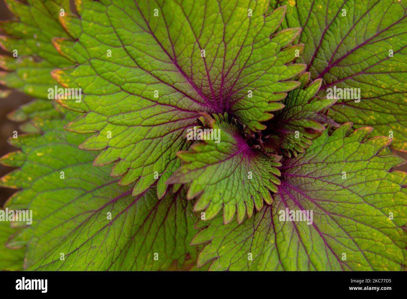 A top view close-up of a beautiful coleus plant leaves (plectranthus ...