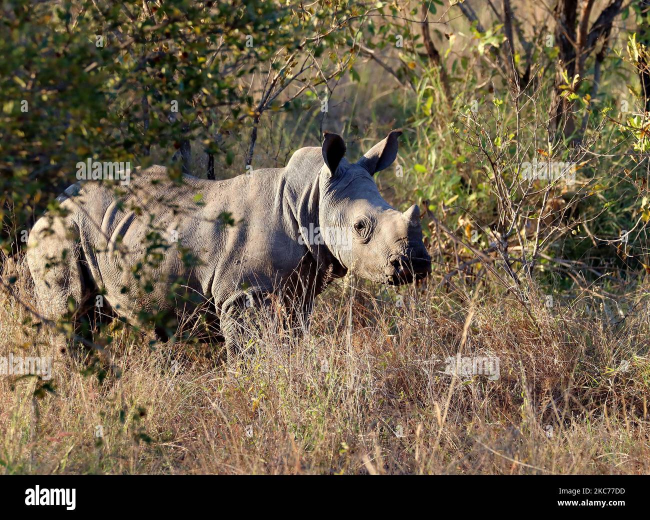 A scenic view of a baby white rhino in green shrubs in sunlight Stock ...