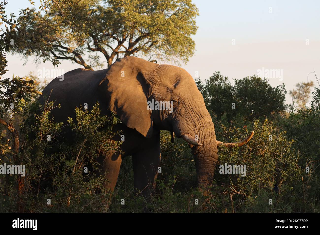 A scenic view of an African elephant in the Kruger National Park, South ...