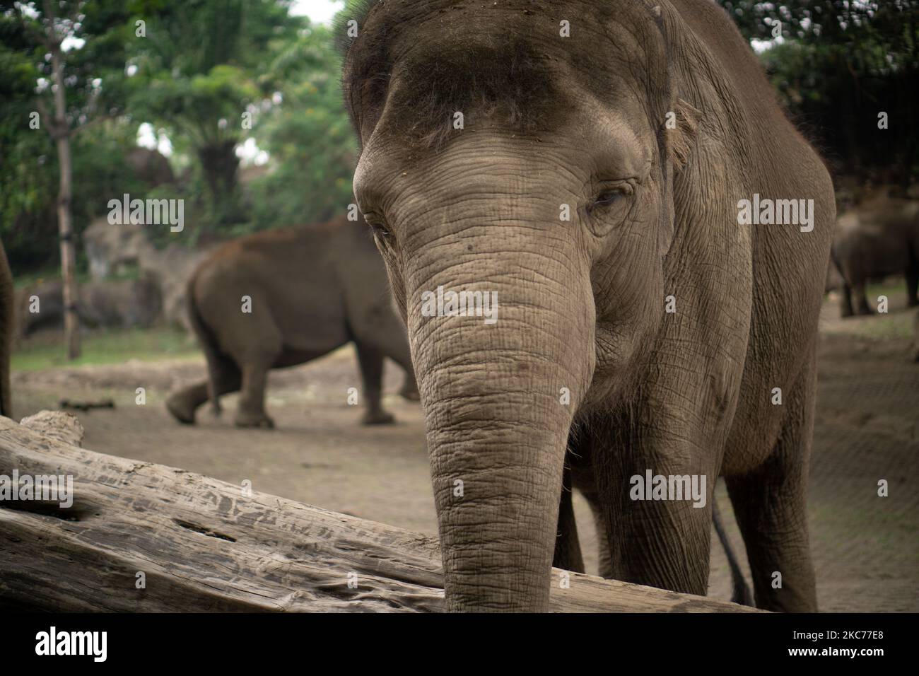 Elephant carrying wood log hi-res stock photography and images - Alamy