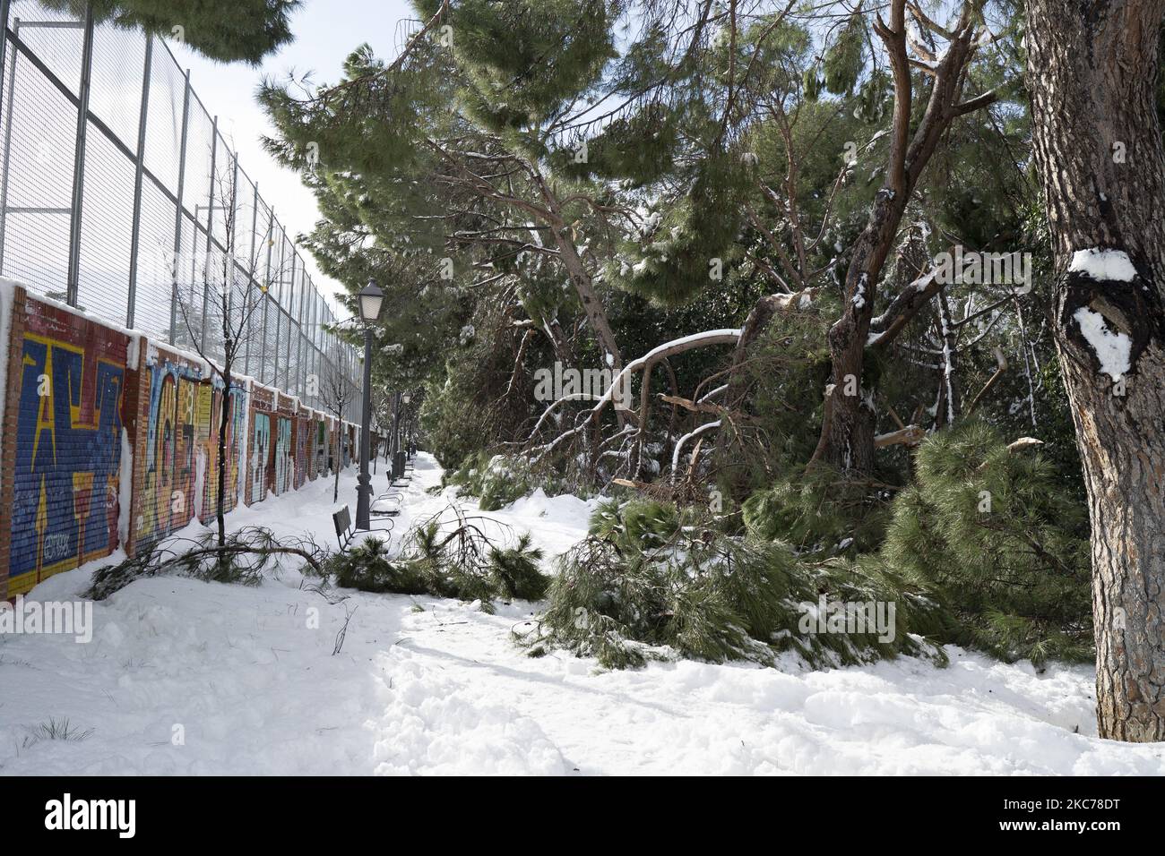 Damage caused by the storm Filomena in Madrid, Spain on 10 January ...