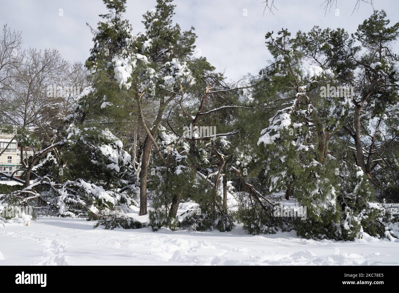 Damage caused by the storm Filomena in Madrid, Spain on 10 January ...