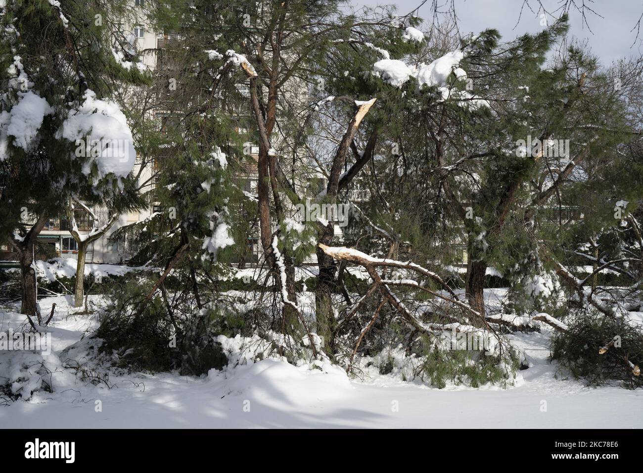 Damage caused by the storm Filomena in Madrid, Spain on 10 January ...