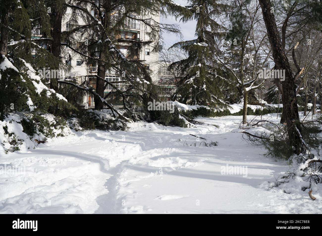 Damage caused by the storm Filomena in Madrid, Spain on 10 January ...