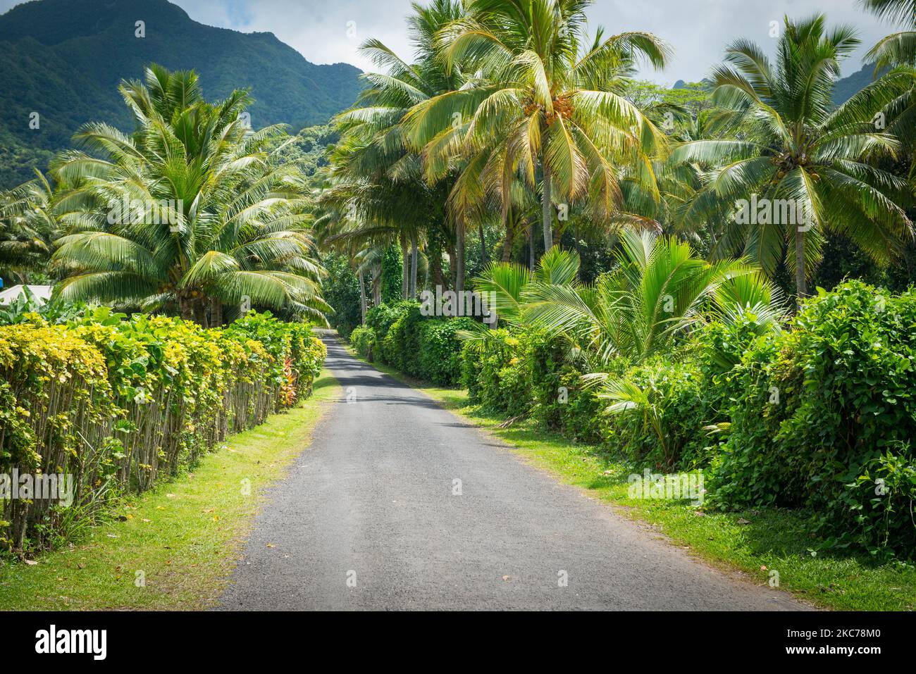 A long asphalt road stretching through the lush green vegetation of a ...