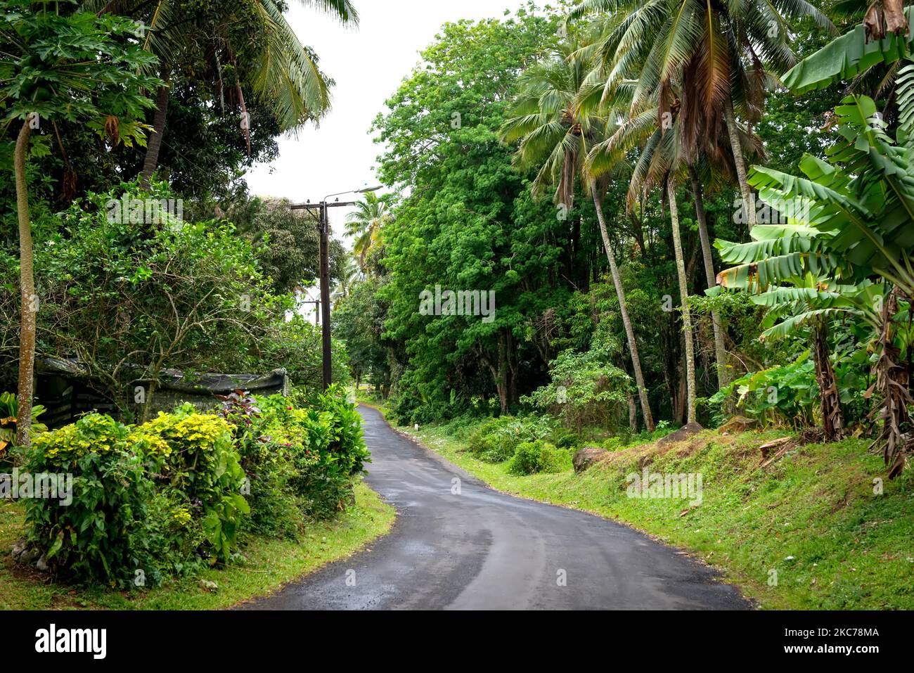 A long asphalt road stretching through the lush green vegetation of a ...