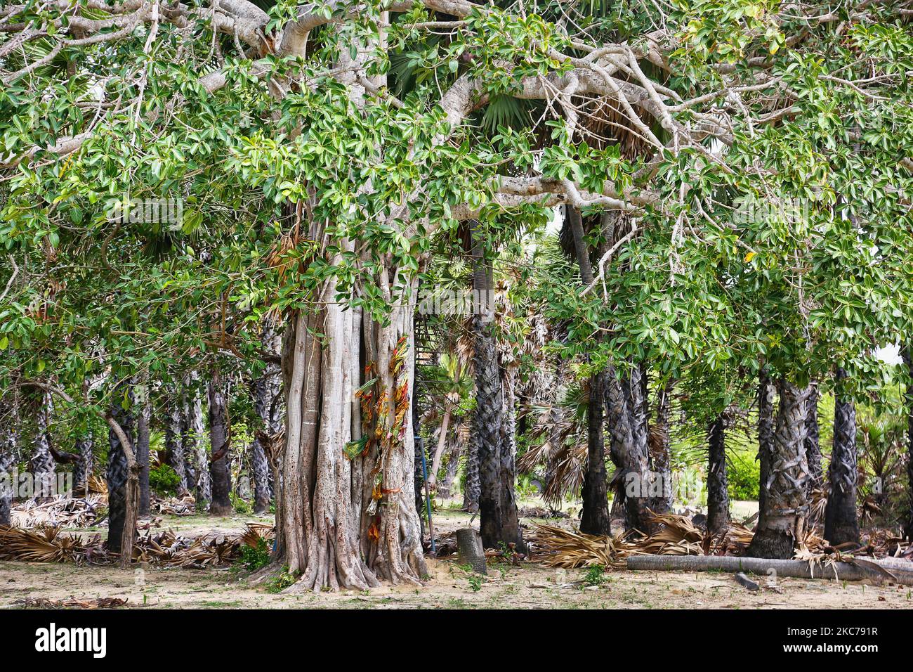Banyan trees growing on the grounds of the Vinayagar Hindu temple in ...