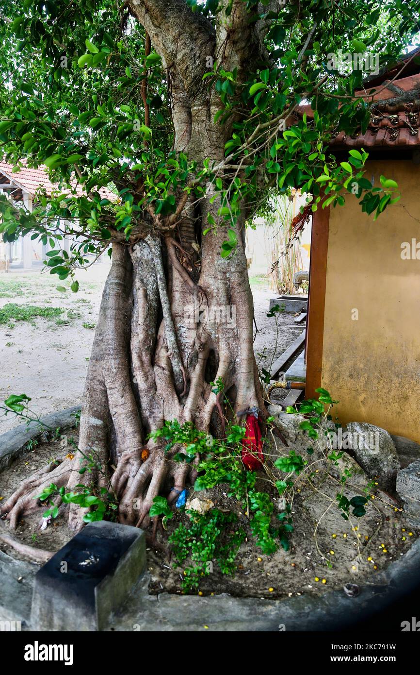 Banyan tree growing on the grounds of the Vinayagar Hindu temple in ...