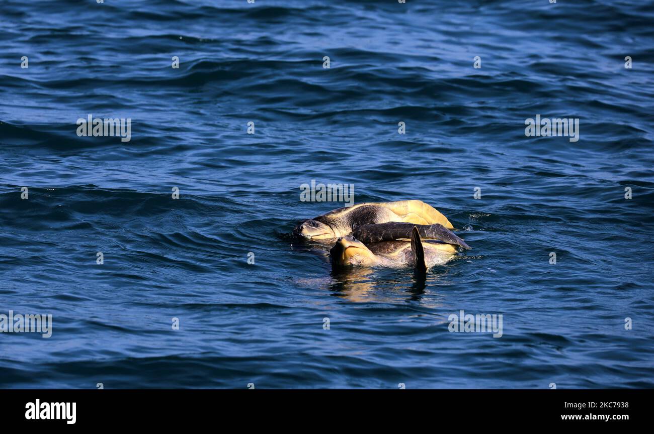 Olive ridley sea turtles india hi-res stock photography and images - Alamy
