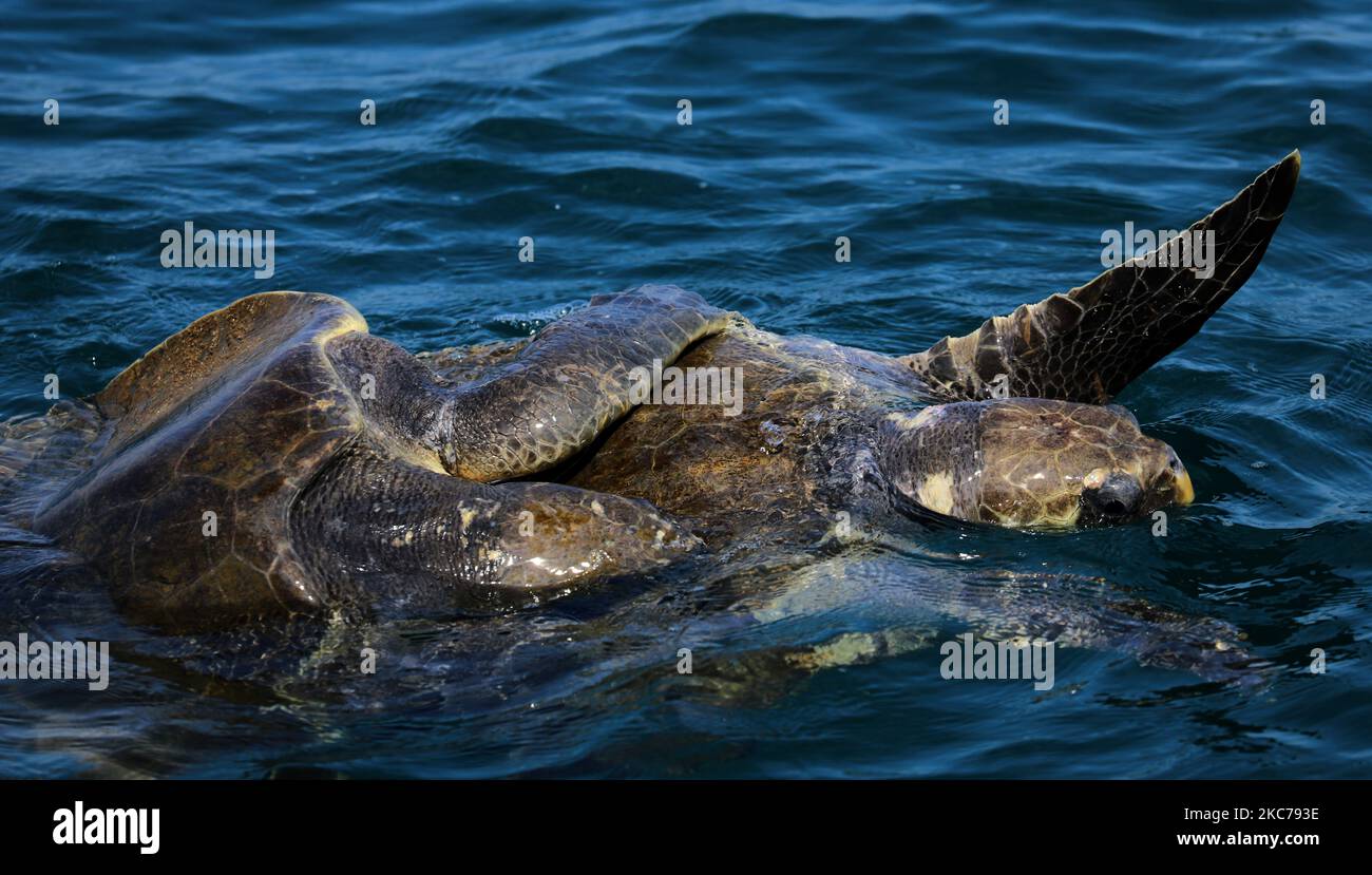 Gahirmatha beach turtles hi-res stock photography and images - Alamy