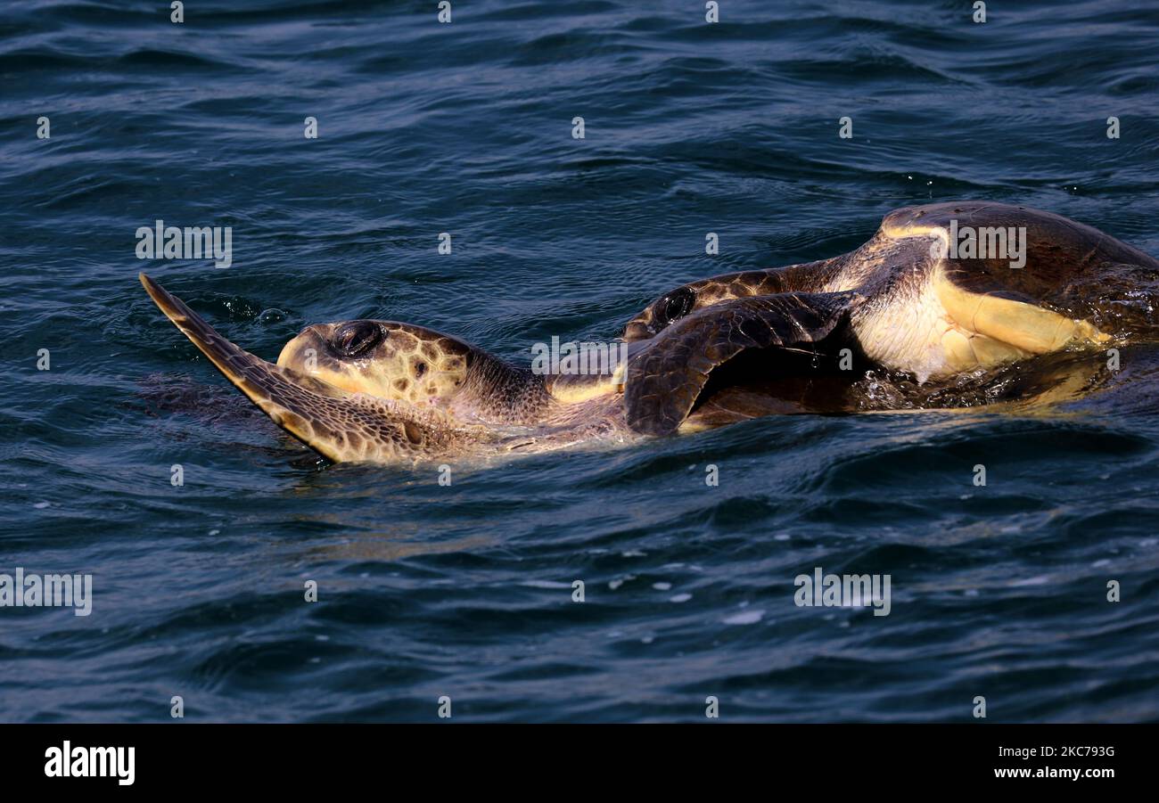 Gahirmatha beach turtles hi-res stock photography and images - Alamy