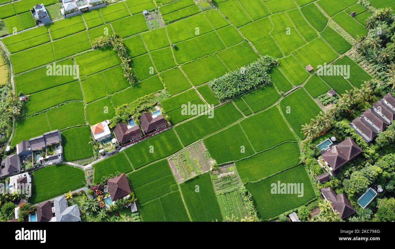 The bird's eye view of the rural houses surrounded by green fields ...