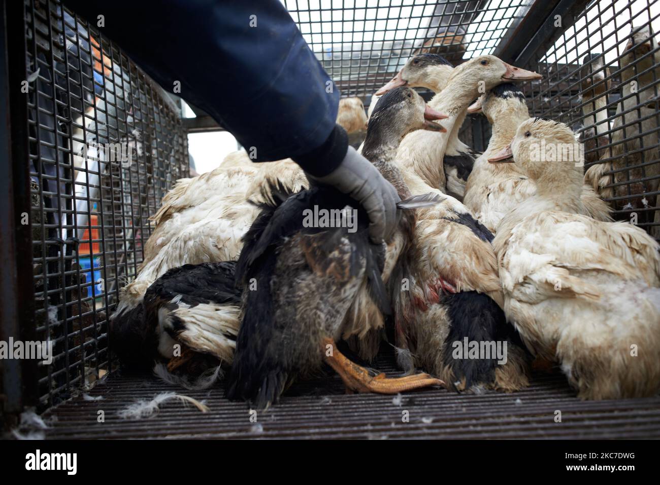 Man farmer catches ducks farm hi-res stock photography and images - Alamy