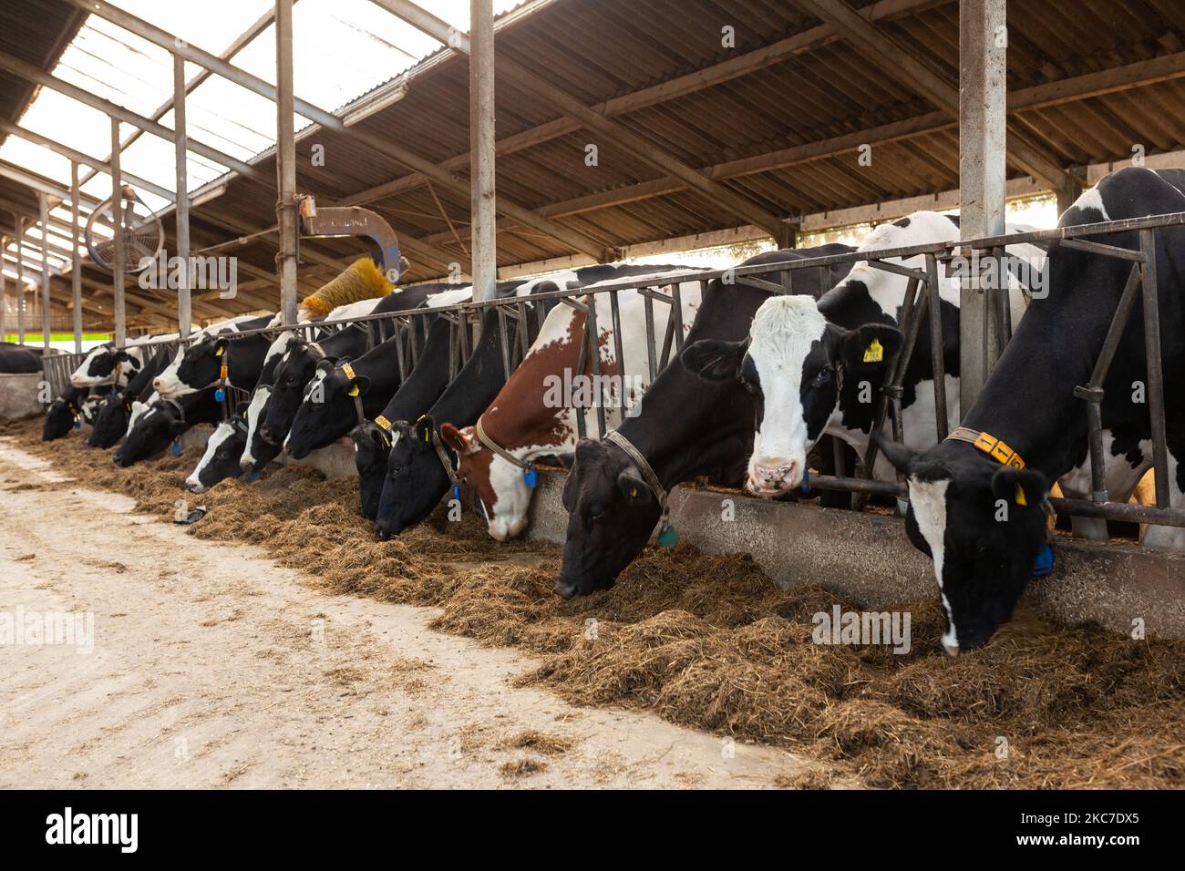Row feeding dairy cows hi-res stock photography and images - Alamy