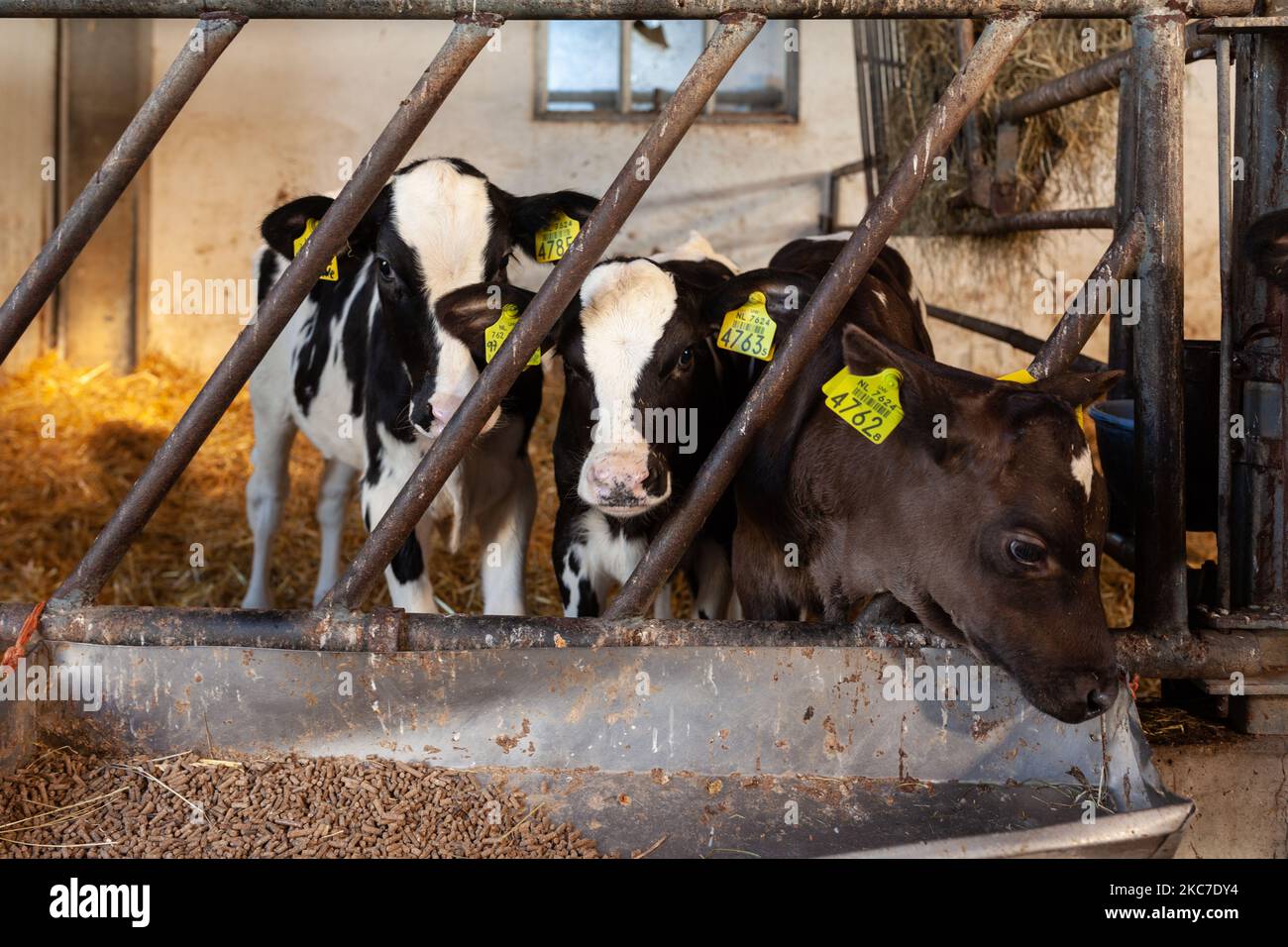 Calves eating hay in hi-res stock photography and images - Alamy