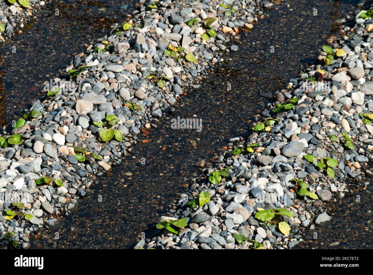 Young wasabi plants grown in rows of pebbles irrigated by fresh flowing ...