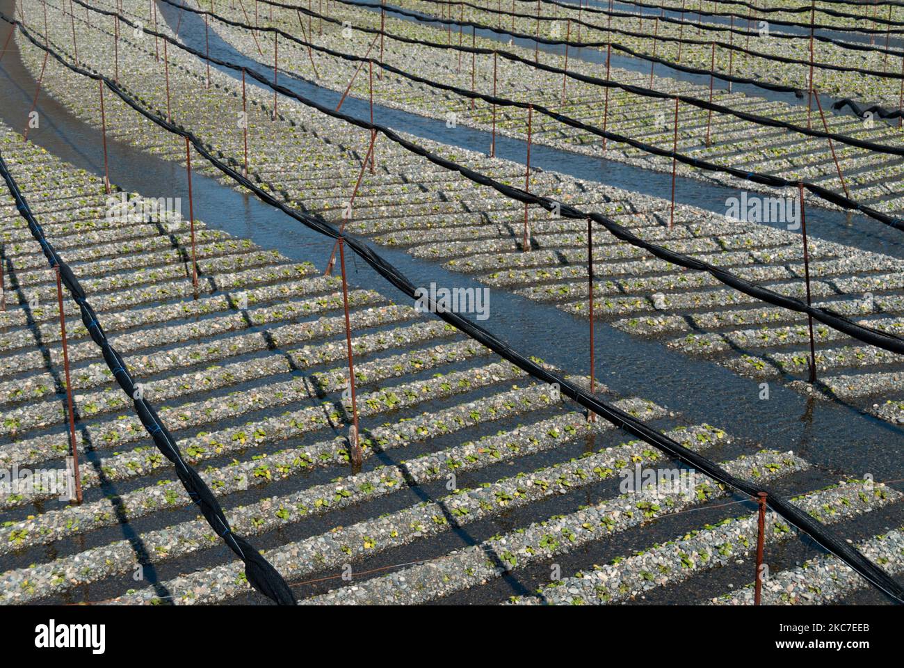 Young wasabi plants grown in rows of pebbles irrigated by fresh flowing ...