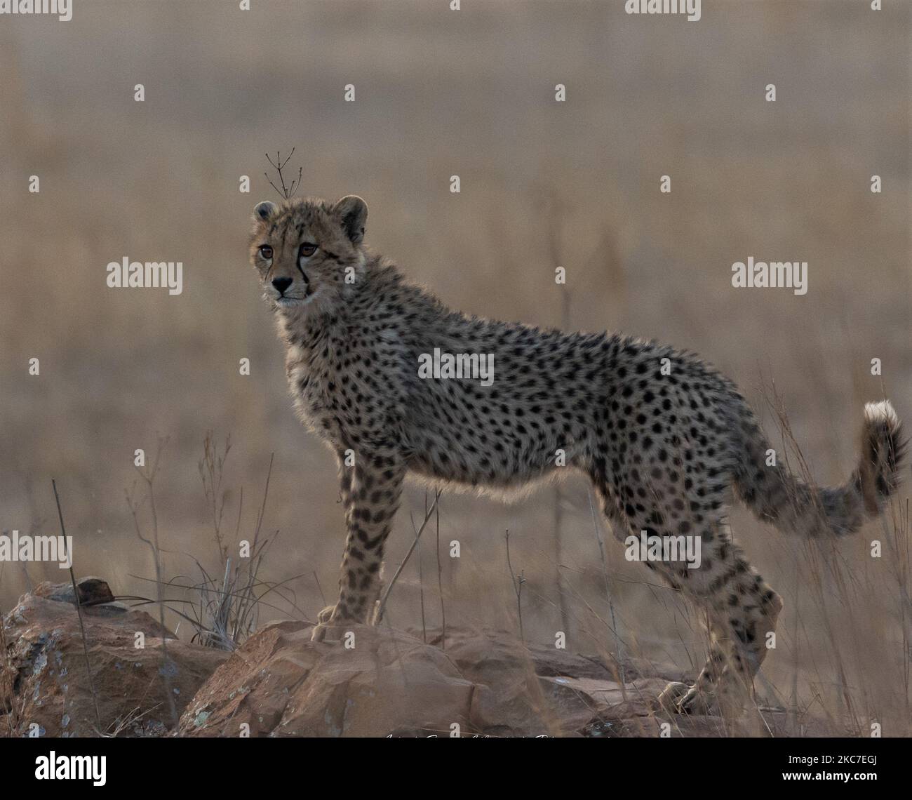 A closeup of a young cheetah on a rock. Rietvlei Nature Reserve ...