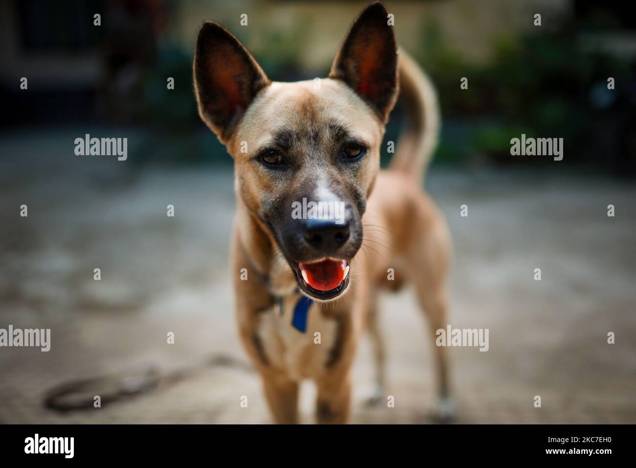Beautiful Dog Open mouth,Dog nam is Bruno Stock Photo - Alamy
