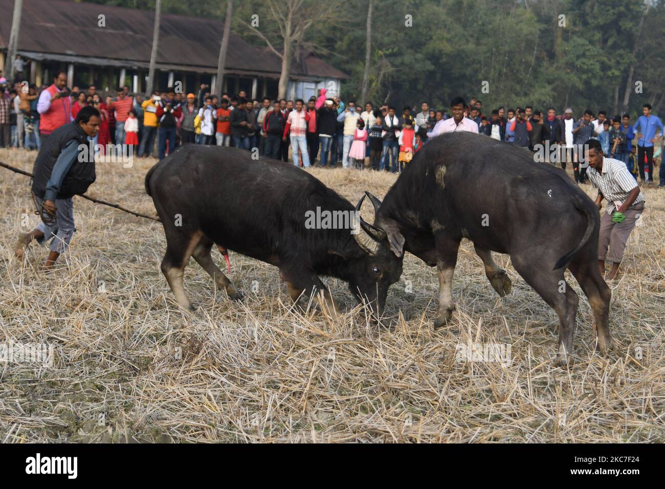 A pair of buffalos lock horns during a traditional buffalo fight held ...