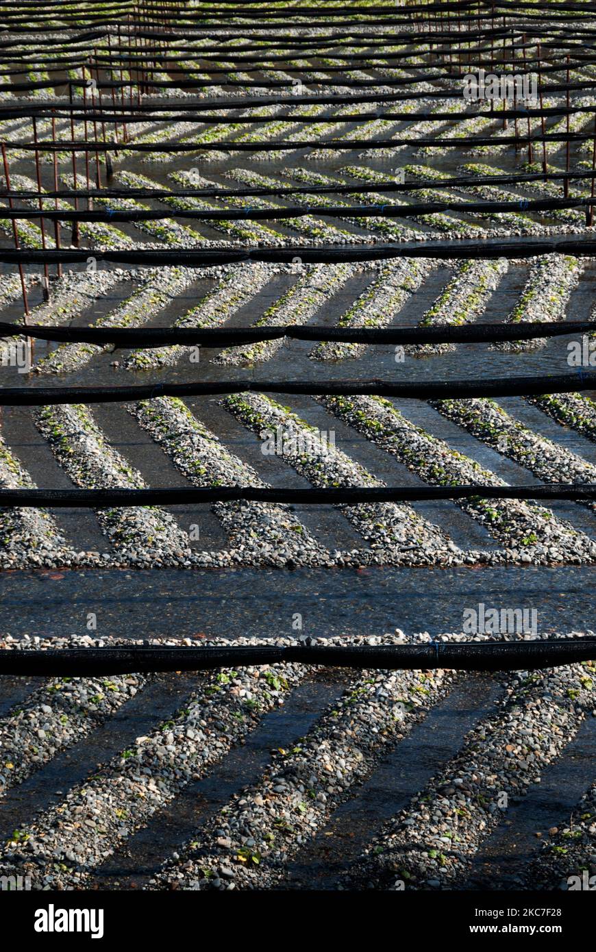 Young wasabi plants grown in rows of pebbles irrigated by fresh flowing ...